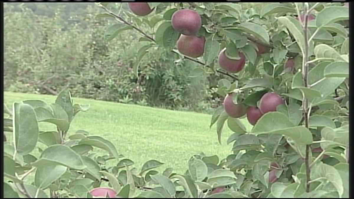 Maine apples ripe for the picking
