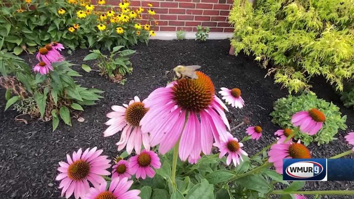 Grow it Green: Helping pollinators