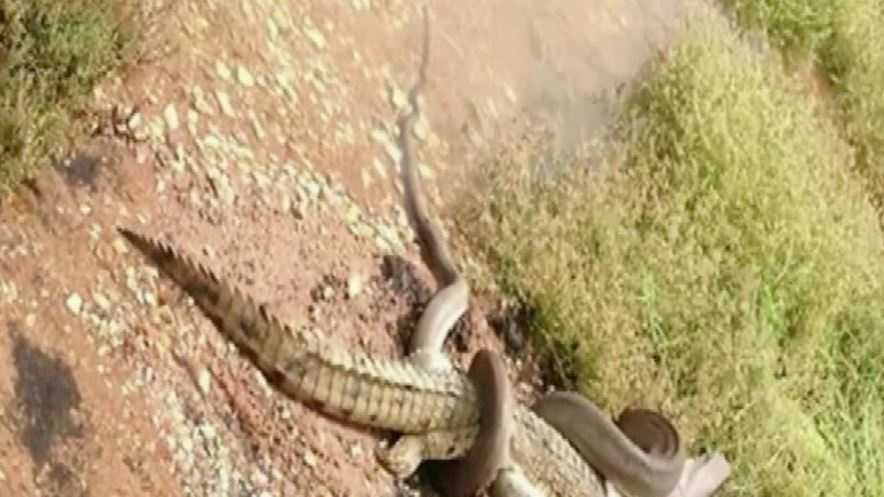Snake Eats Crocodile