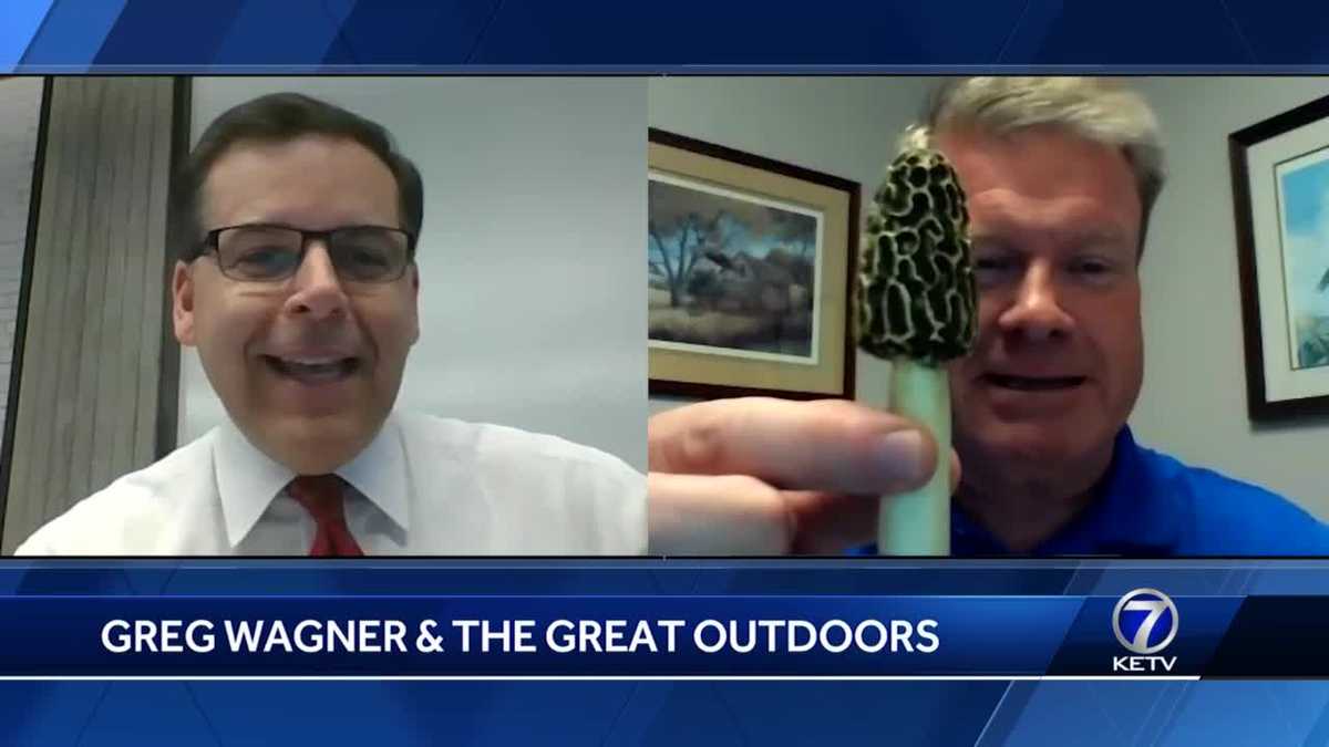 THE GREAT OUTDOORS: Hunting for morel mushrooms