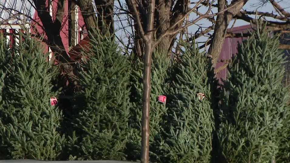Omaha Christmas tree farms are up and running