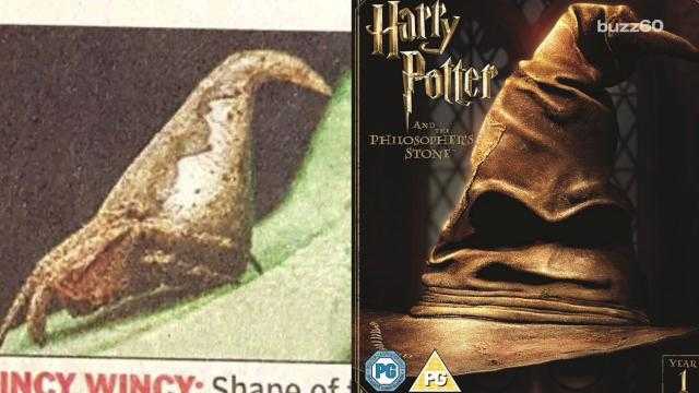 Researchers name spider after 'Harry Potter's' sorting hat