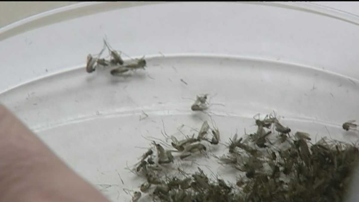 Mosquito invasion expected to get worse during mating season