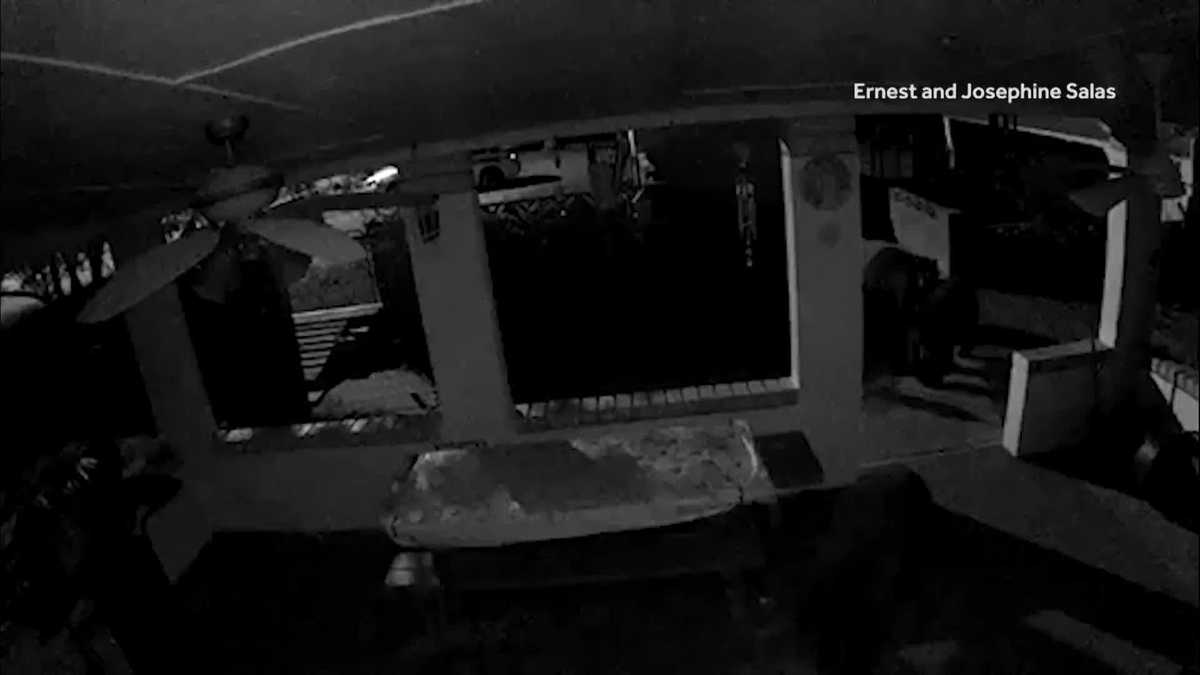 Family of bears having some backyard fun in Raton