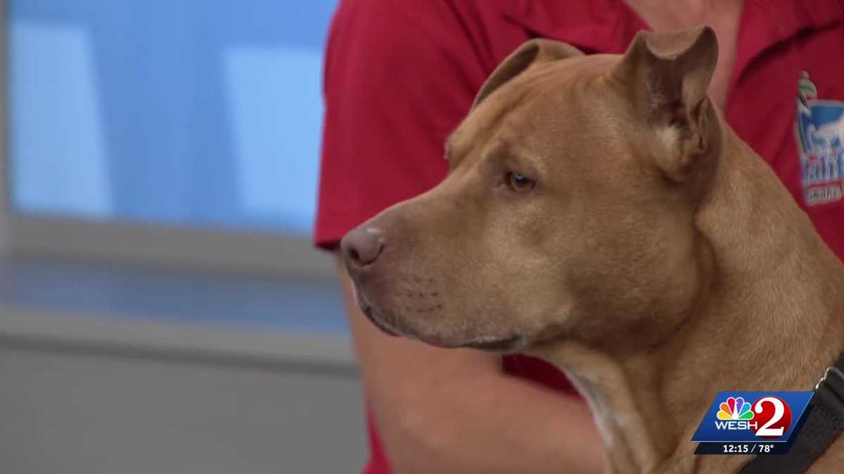 WESH 2 the Rescue: Steve from the Halifax Humane Society