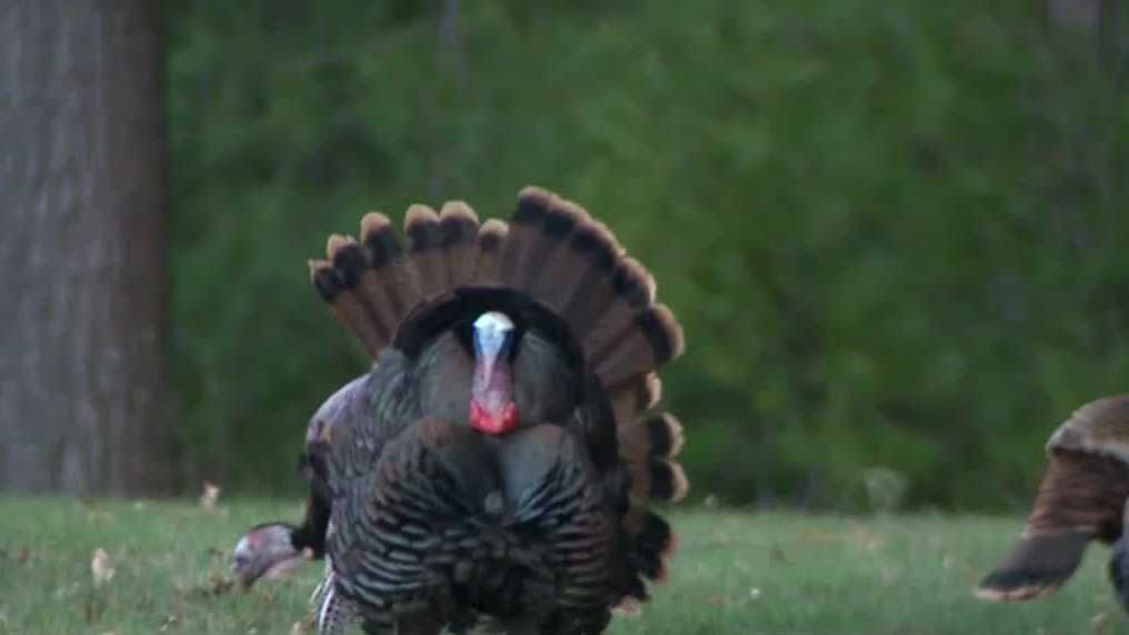 Animal-vehicle collisions increase in NH with warm weather