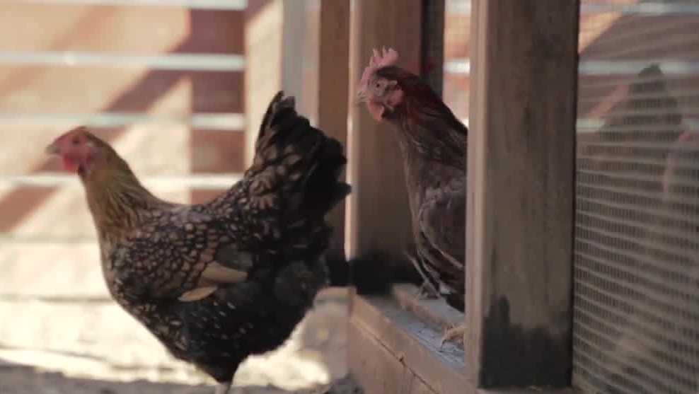 Backyard chicken owners worried for flock's safety amid bird flu