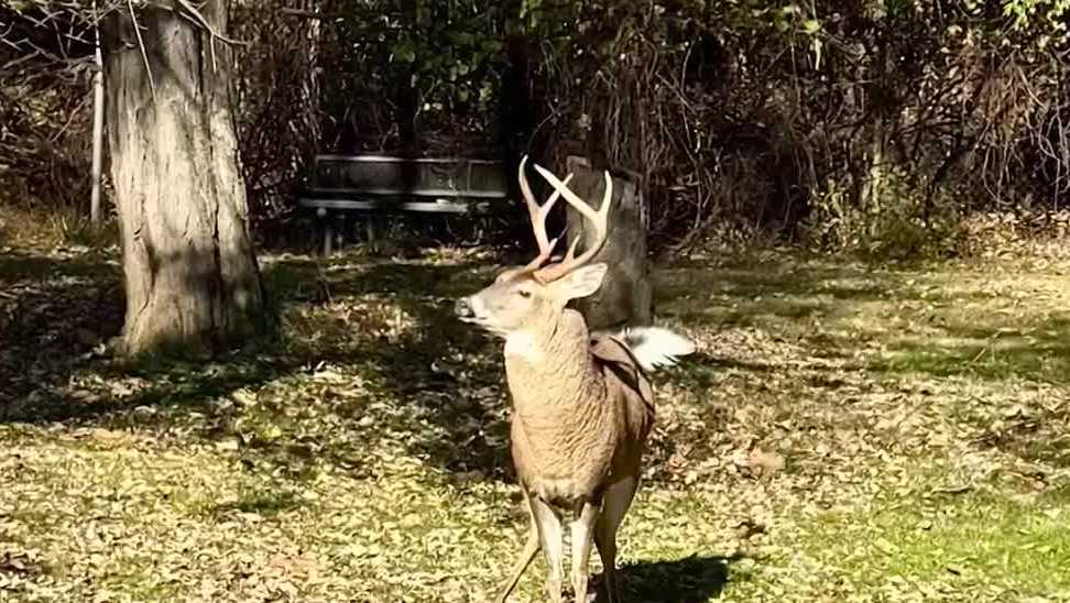 Baltimore City man attacked by deer, issues warning for others
