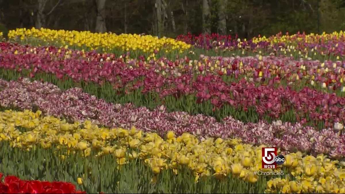 What’s New: Wicked Tulips