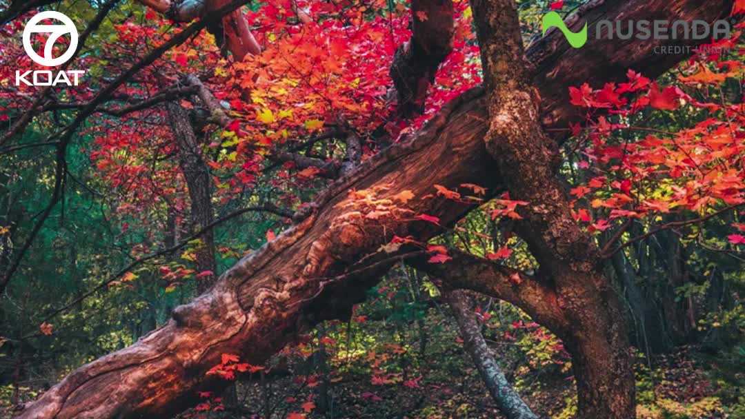 Celebrating the beautiful fall colors in New Mexico