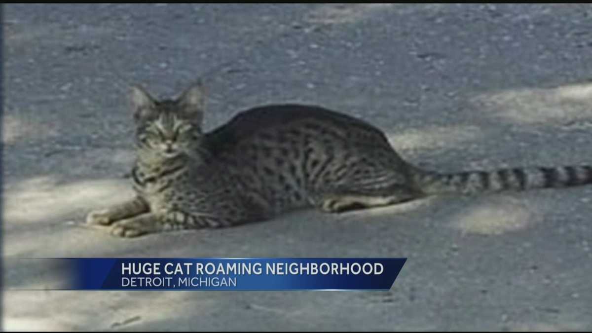 Big cat spotted in Detroit