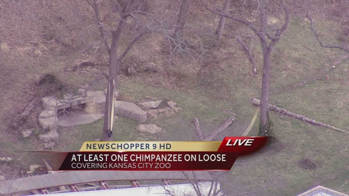 Zoo guests moved to safe spot after chimpanzee escape