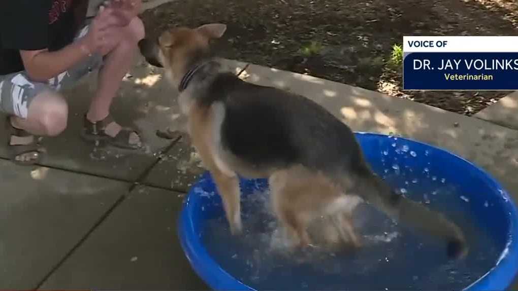 Expert gives advice on helping pets with heat, humidity