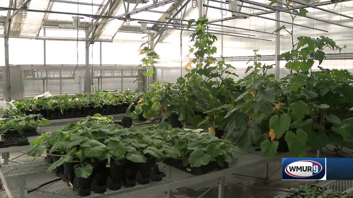 Grow it Green: UNH research greenhouse open house