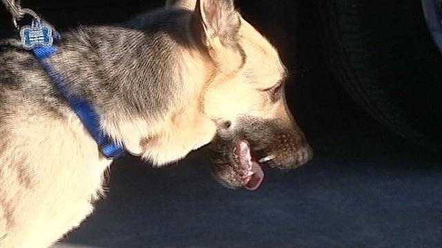 Dog thrown off bridge finds new home