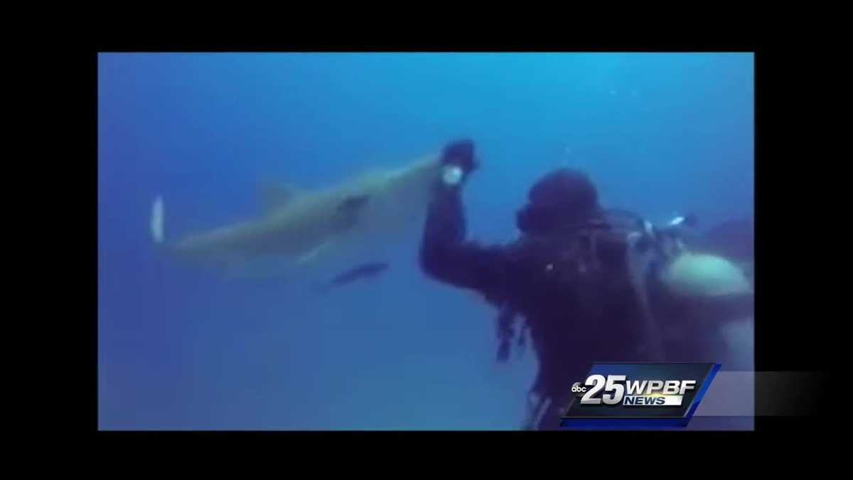 Diver pulls hook out of shark