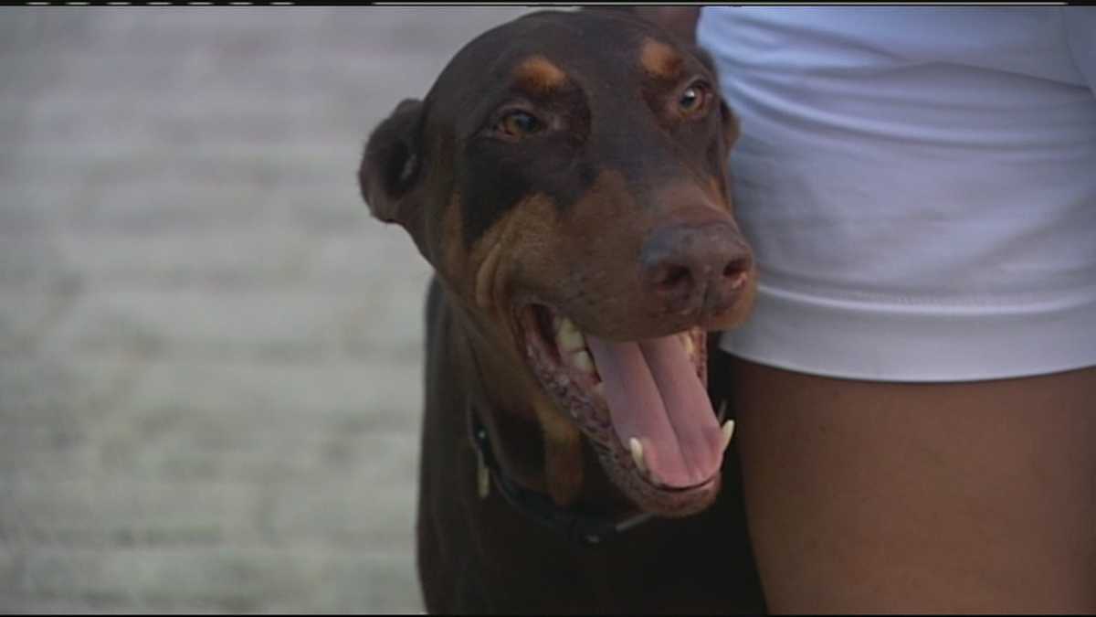 Dog returns home after 3 months