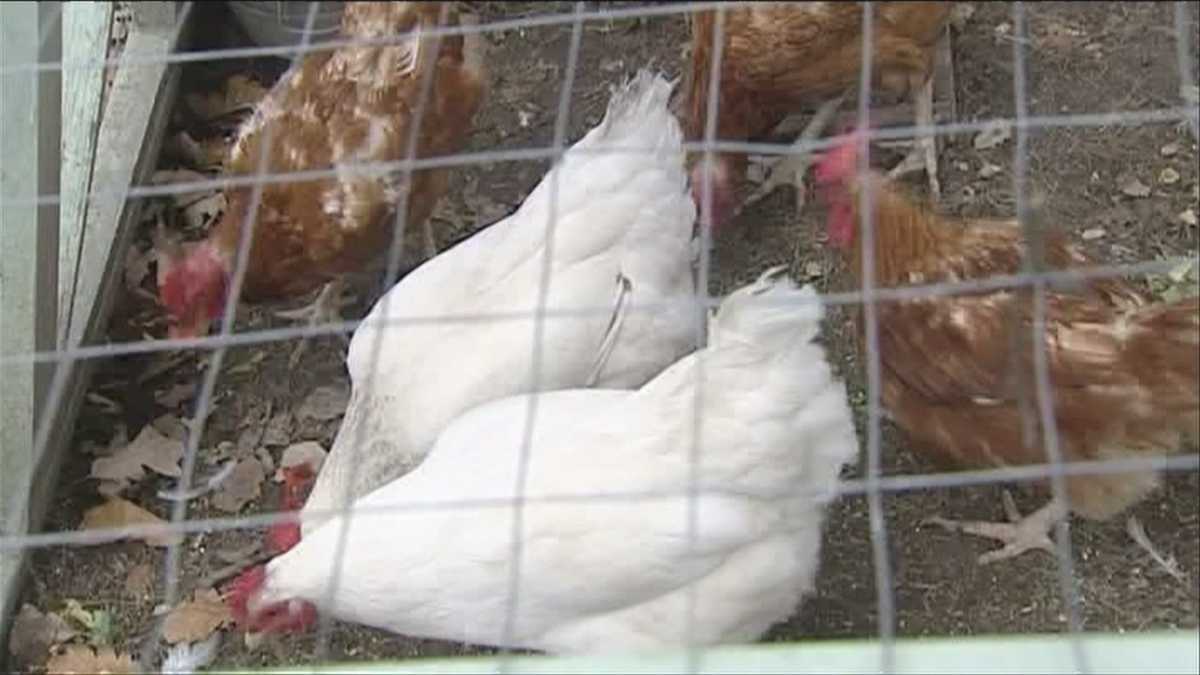 North country town considers law to keep out chickens
