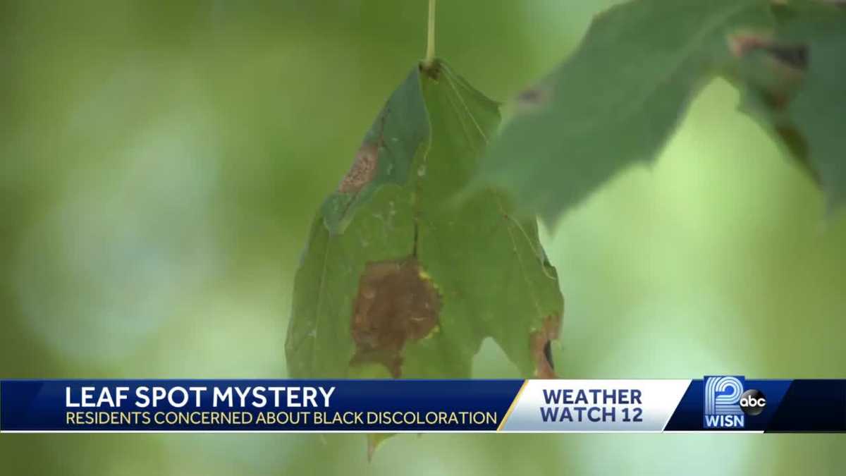 'Tar spots' appear on some maple tree leaves