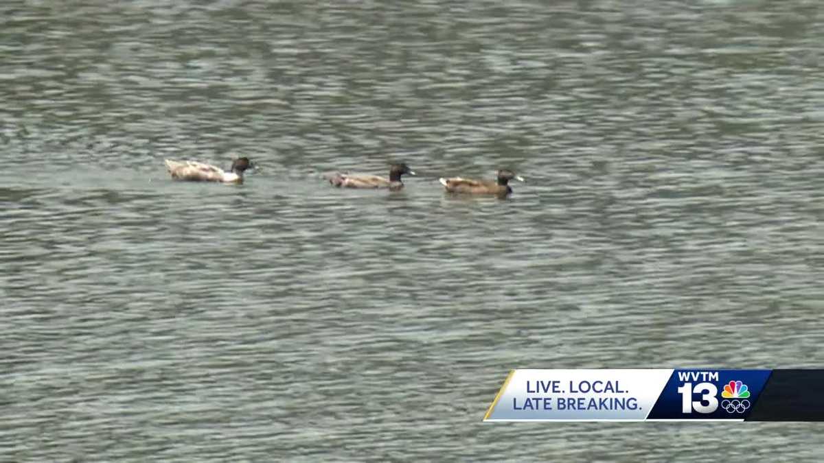 Duck drama in Hoover neighborhood
