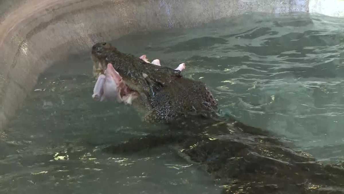 See hungry crocs devour Thanksgiving turkeys