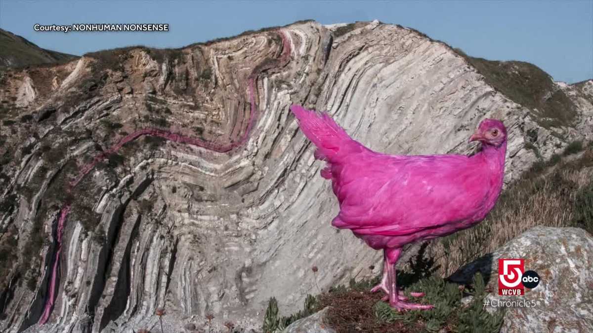 New MIT Museum answers some unusual questions