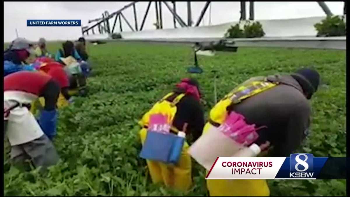 Unions push for more precautions, easier sick pay for farm workers ...