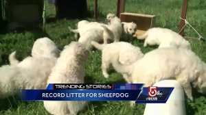 Whoa, doggy! Mama pooch gives birth to 17 pups!