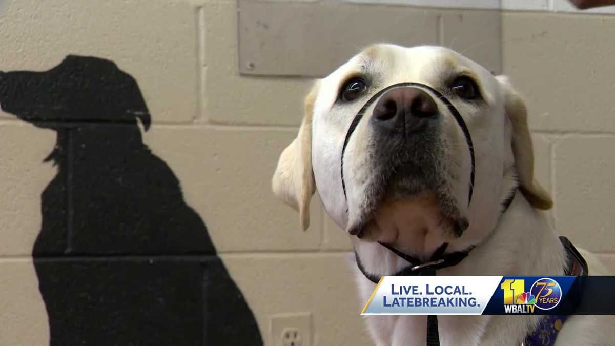 Maryland inmates help raise puppies for America's VetsDogs