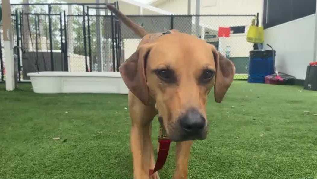 Free pet adoptions this weekend at Collier DAS