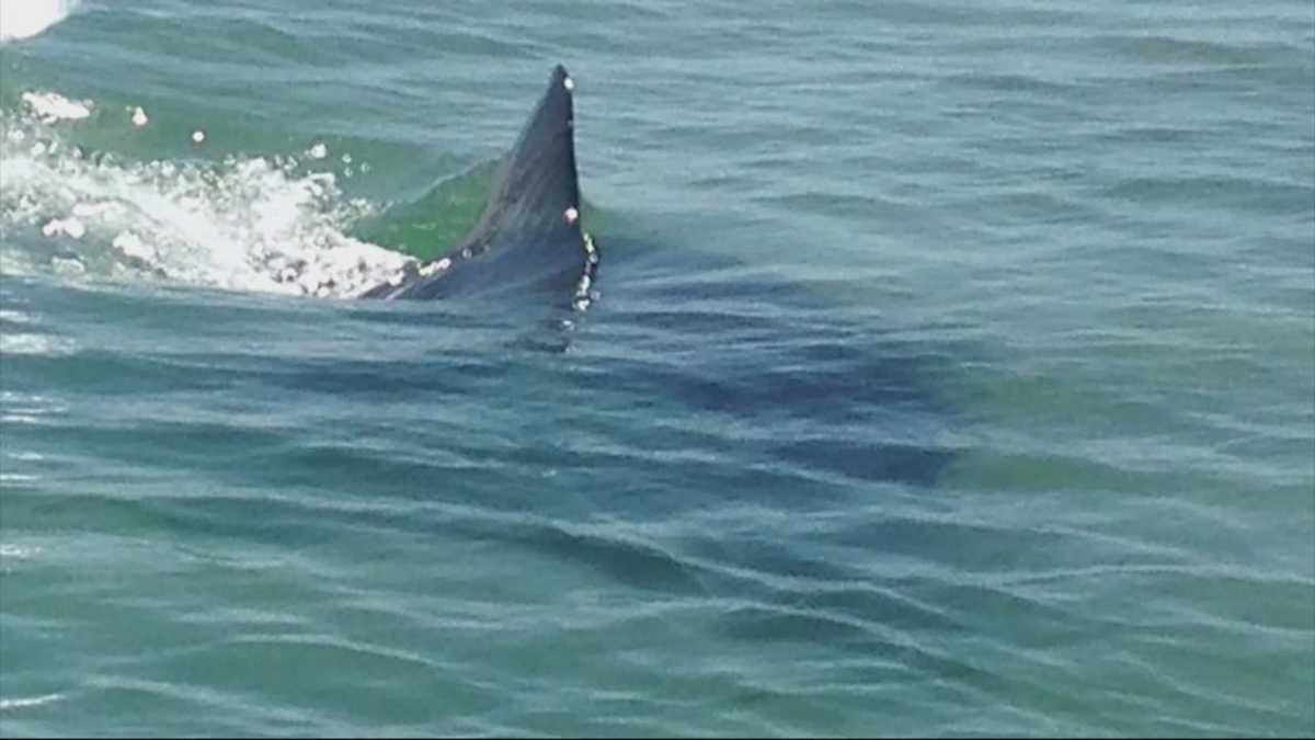 Great white shark spotted off Cape Cod