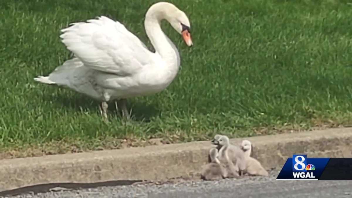 A family of swans was rescued in East Lampeter Township, Lancaster County
