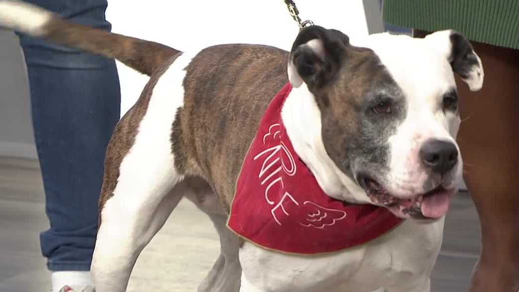 Sienna from Lake County Animal Shelter is ready for adoption