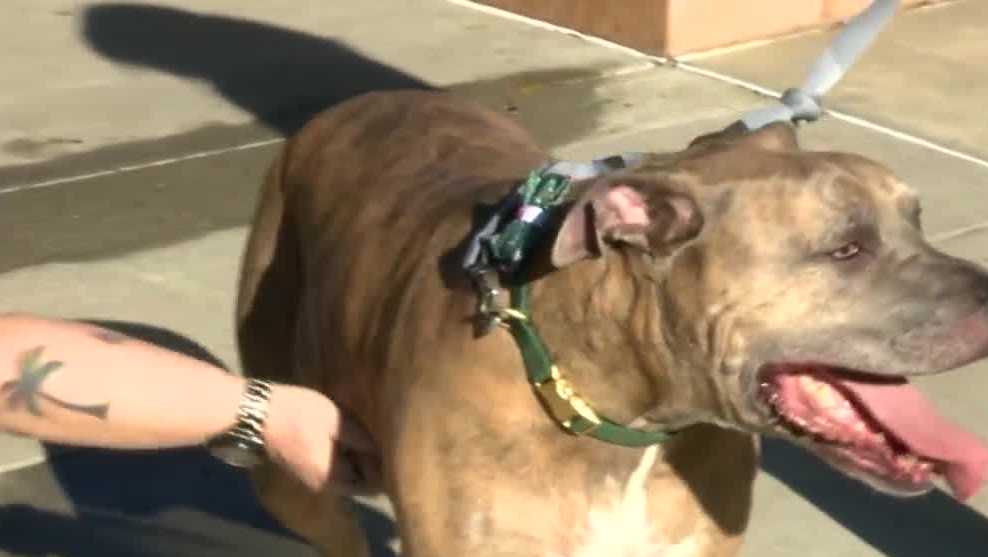 UC Davis Health clinical trials help treat mastiff with bone cancer