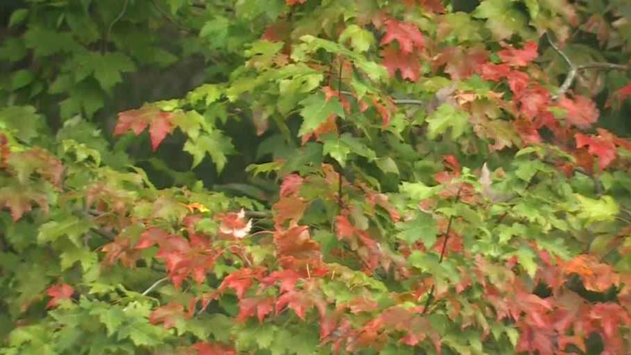 Fall foliage brings in tourist ahead of a busy fall weekend.