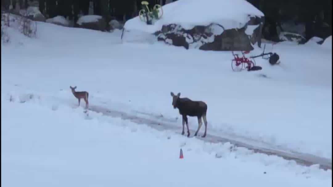 Moose hanging out with deer in Mount Monadnock back yard