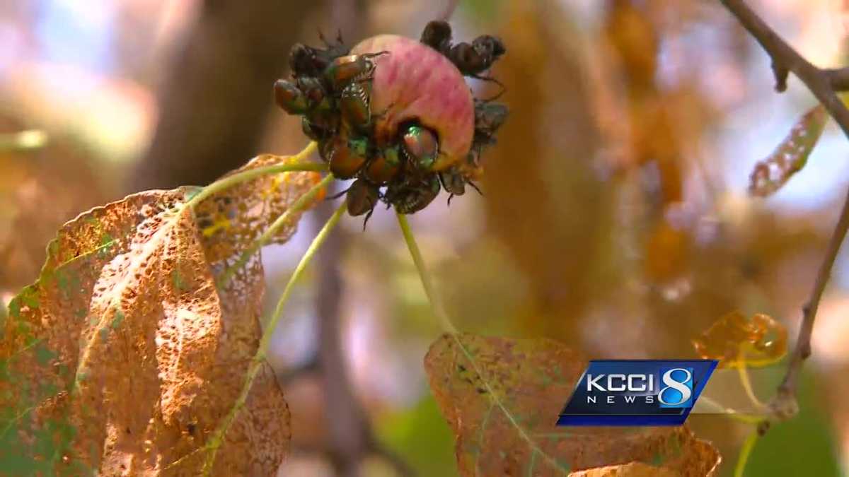 Bitter winter cold kills some but not all insect pests