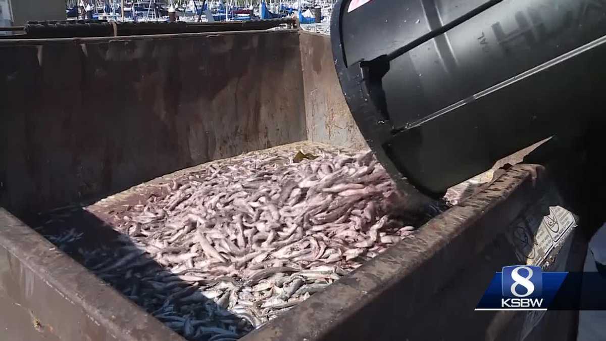 Santa Cruz Harbor faces another anchovy invasion, raising fish die-off ...