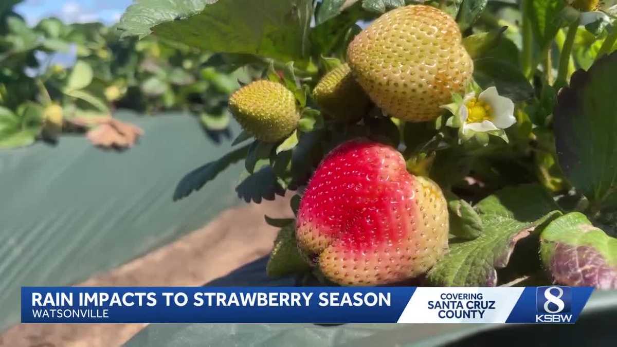 Recent rain could threaten Santa Cruz County strawberry crops