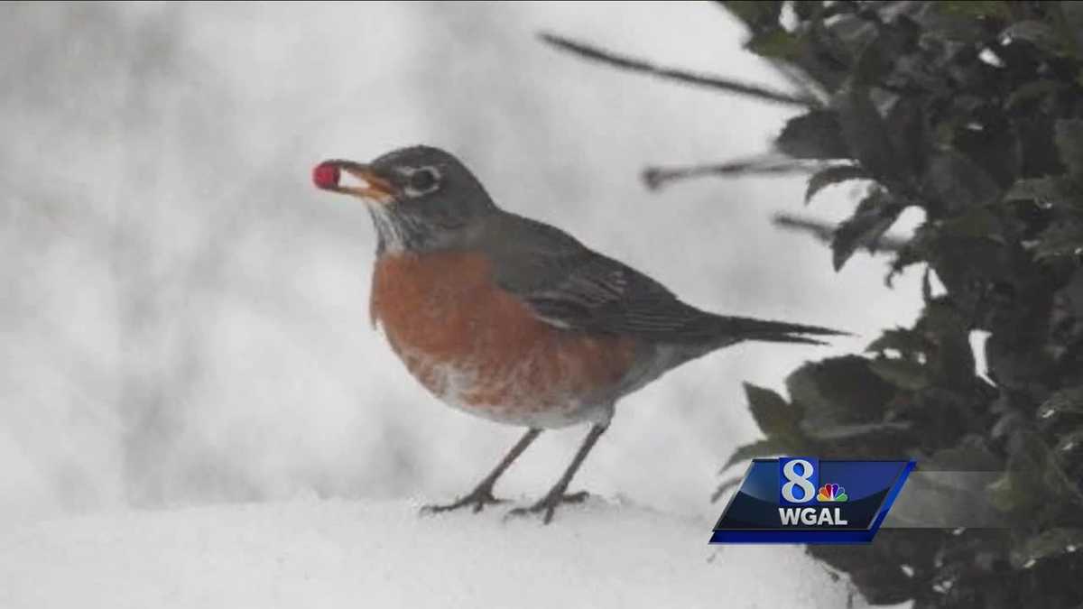 Wild Moments: Which birds are harbingers of spring?