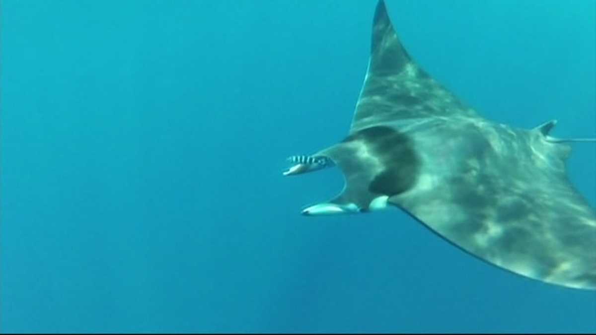 Animal Stories With Dan Green: Giant Devil Ray