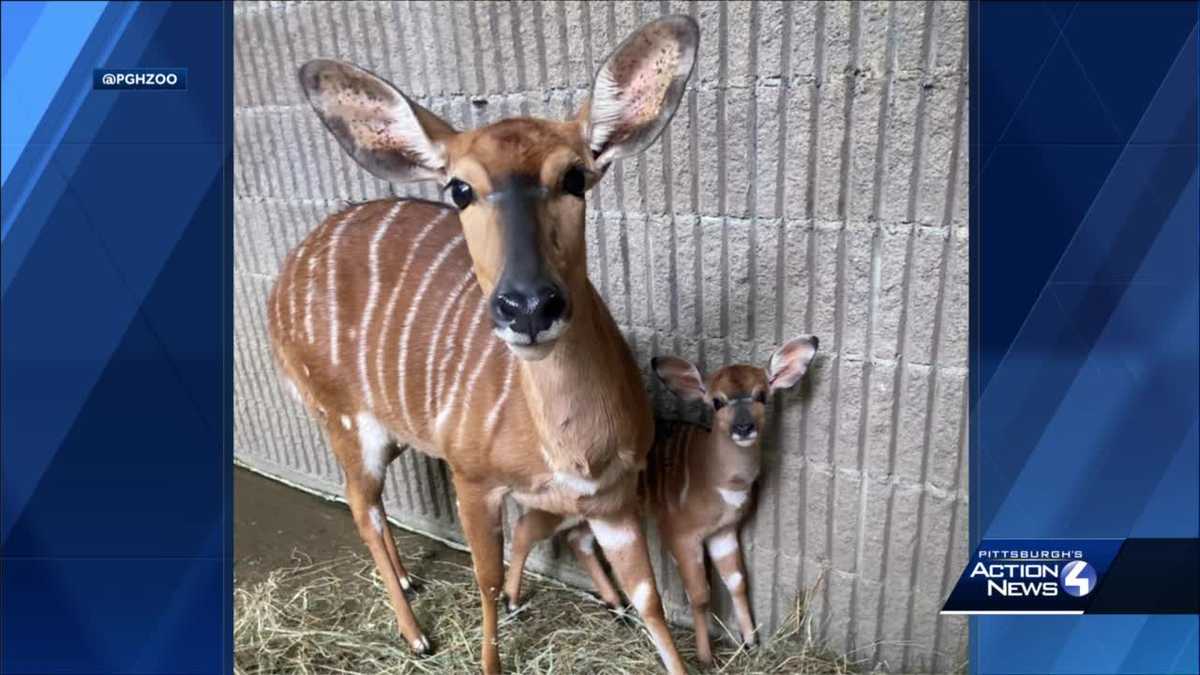 Pittsburgh Zoo welcomes baby nyala