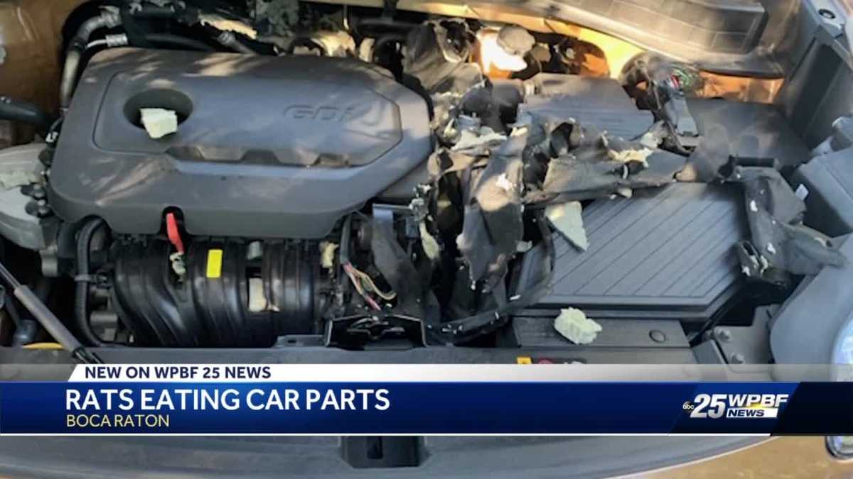 Local college students claim rats are eating their cars