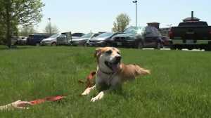 Rosie is a 4-years old Carolina/Lab mix