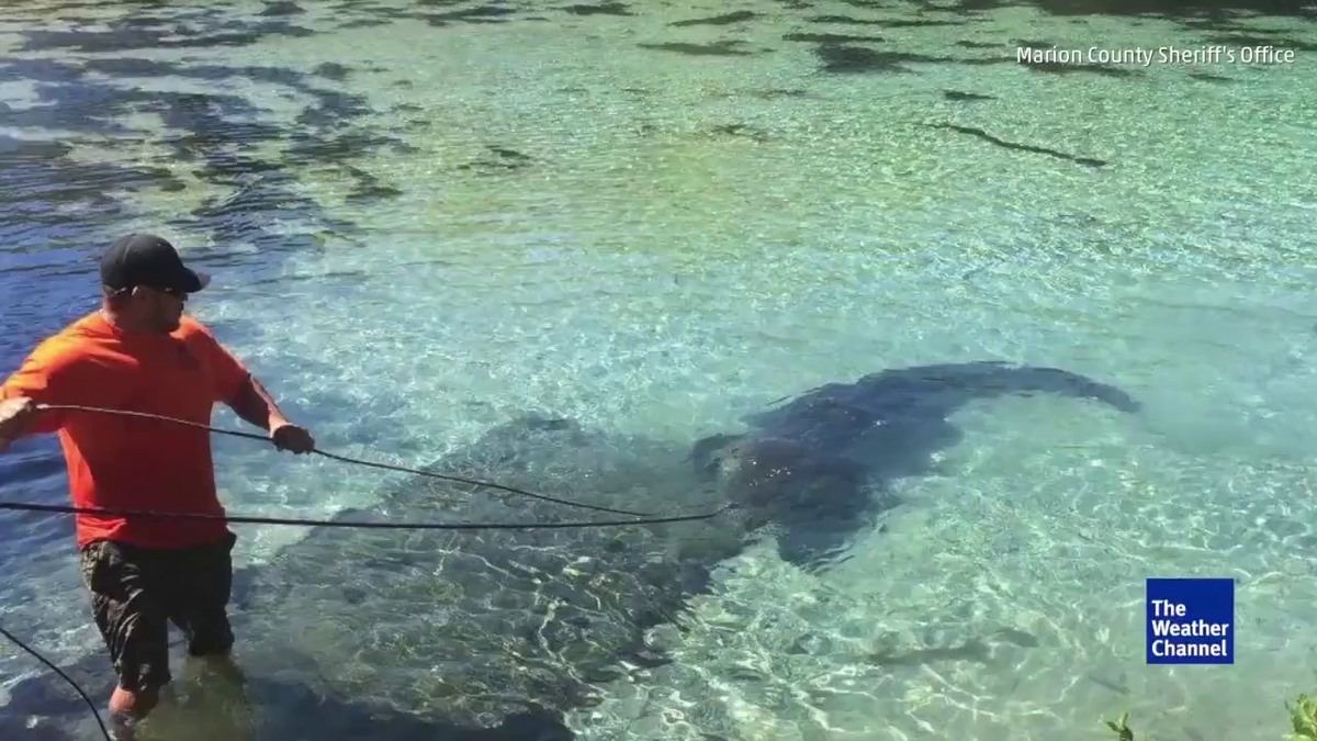 Watch this: Huge gator invades Florida swimming hole
