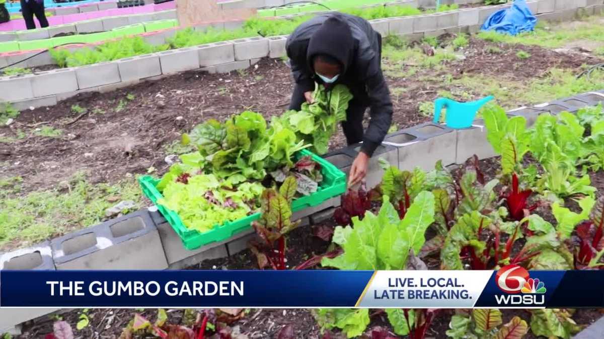 Xavier University brings back Gumbo Garden; Offering free vegetables to ...