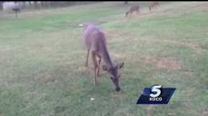 State seeing rise in number of fake hunting guides