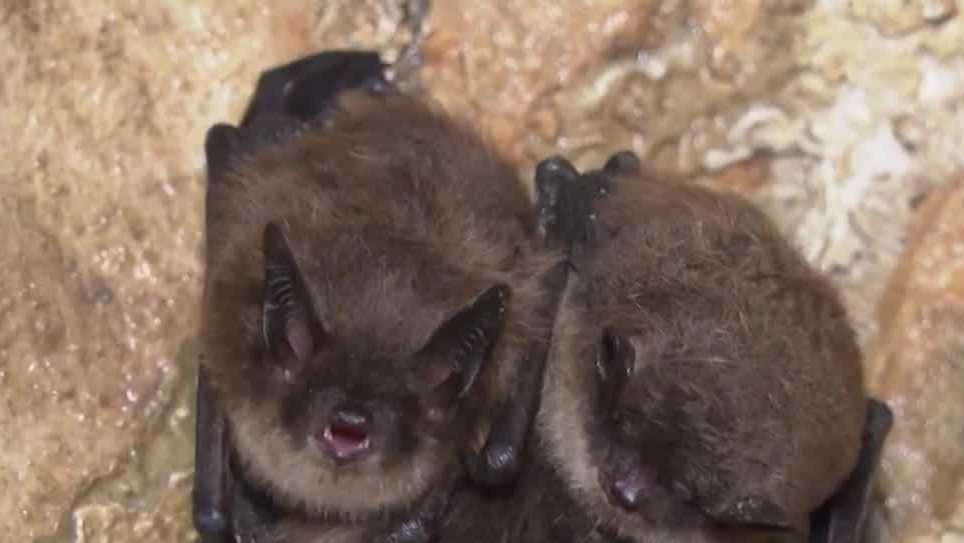 New study suggests New England bats able to tolerate White Nose Syndrome