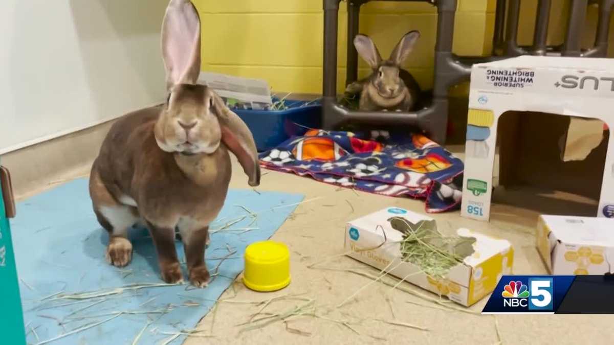 Pet Connection: April 27, 2023