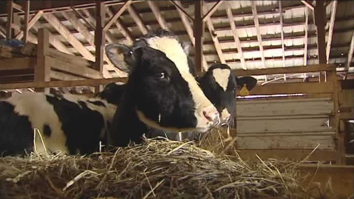 Underfed cows recovering